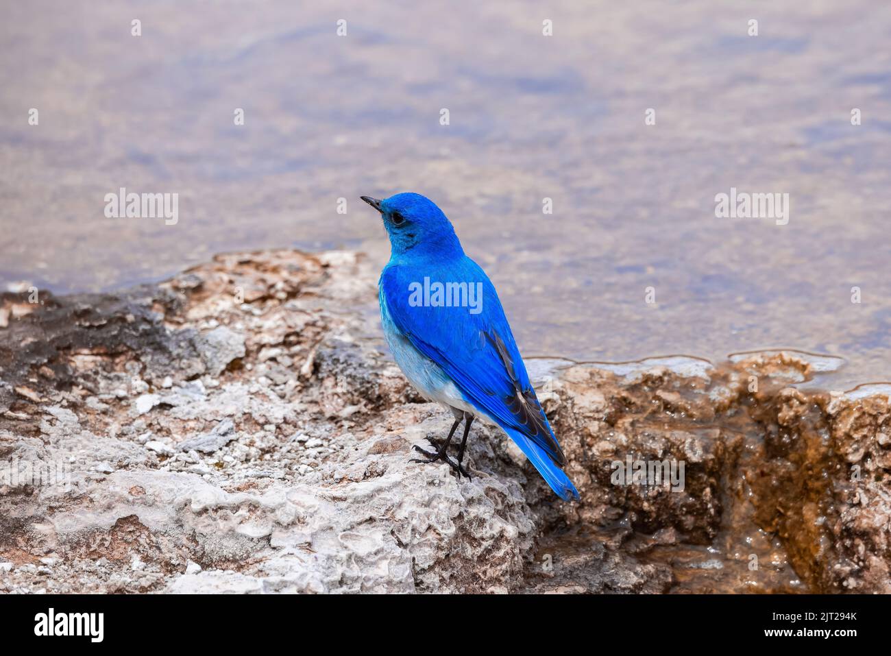 Small Colorful Bird at Hot Spring Landscape with unique ground ...