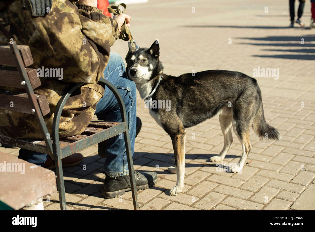 Stray dog half breed hi-res stock photography and images - Alamy