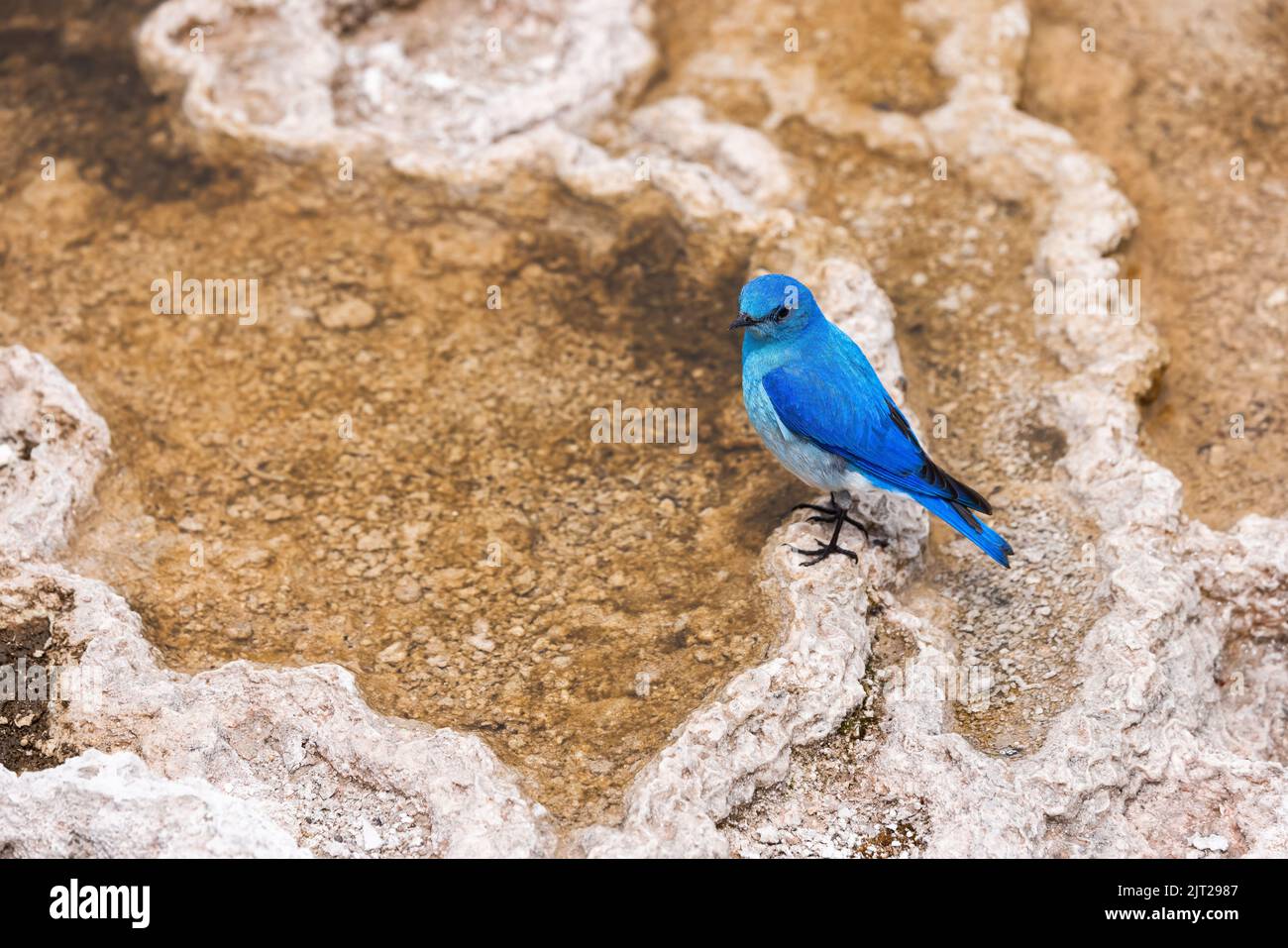 Small Colorful Bird at Hot Spring Landscape with unique ground ...