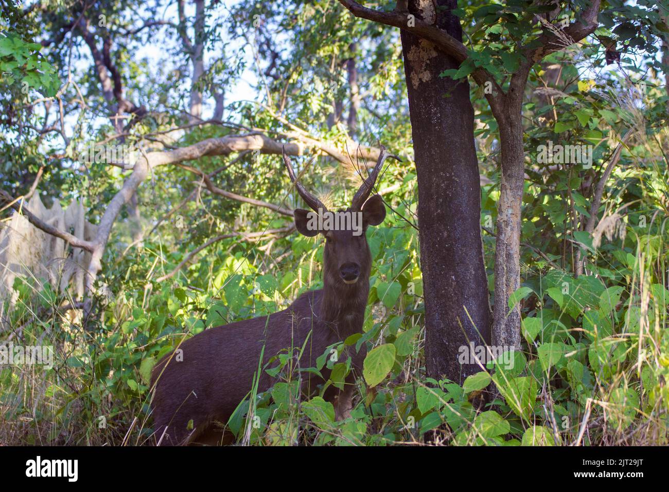 A male deer standing near the tree in the forest Stock Photo - Alamy