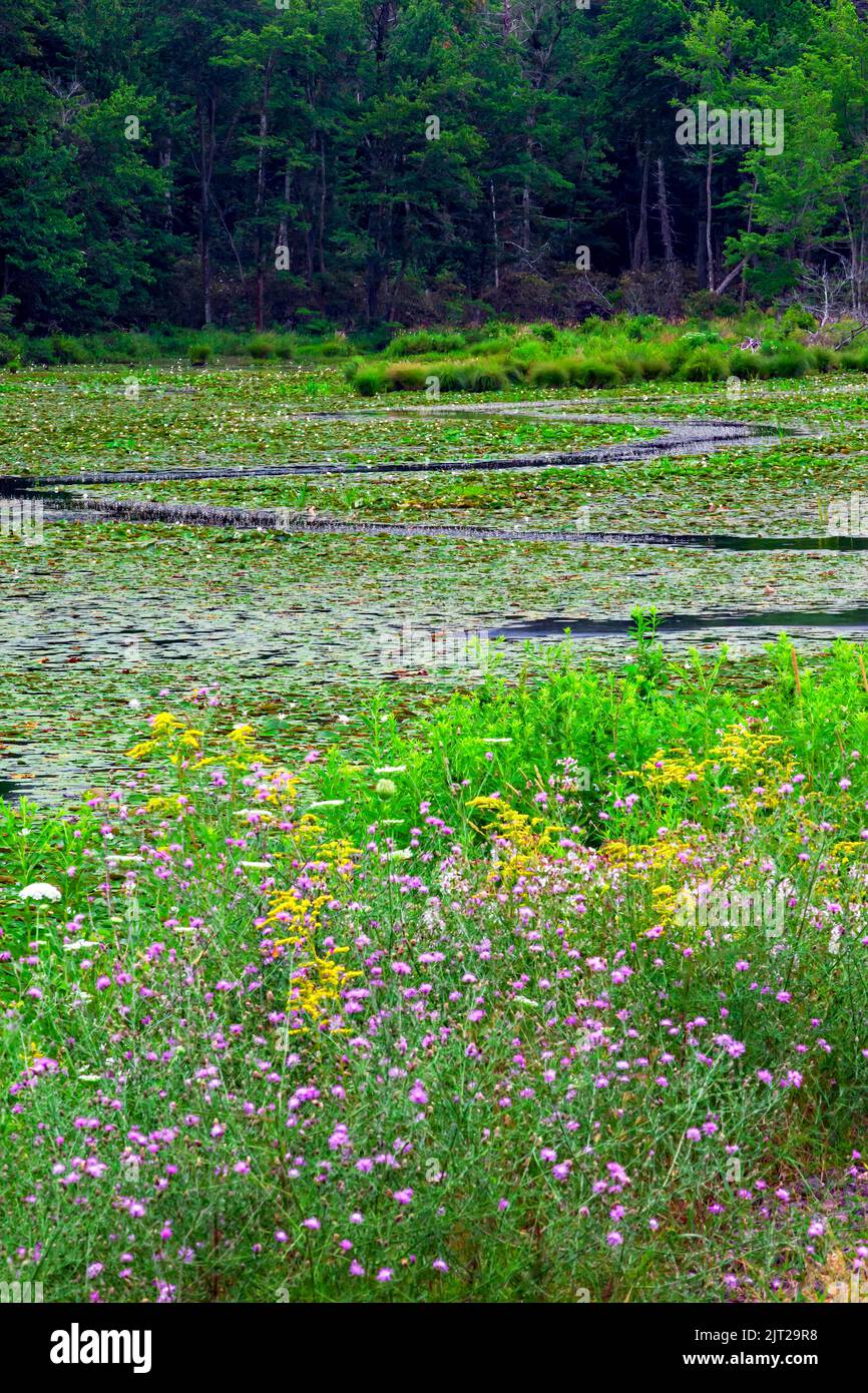 Larsen Lake is an empoundment along the headwaters of the Lehigh River ...
