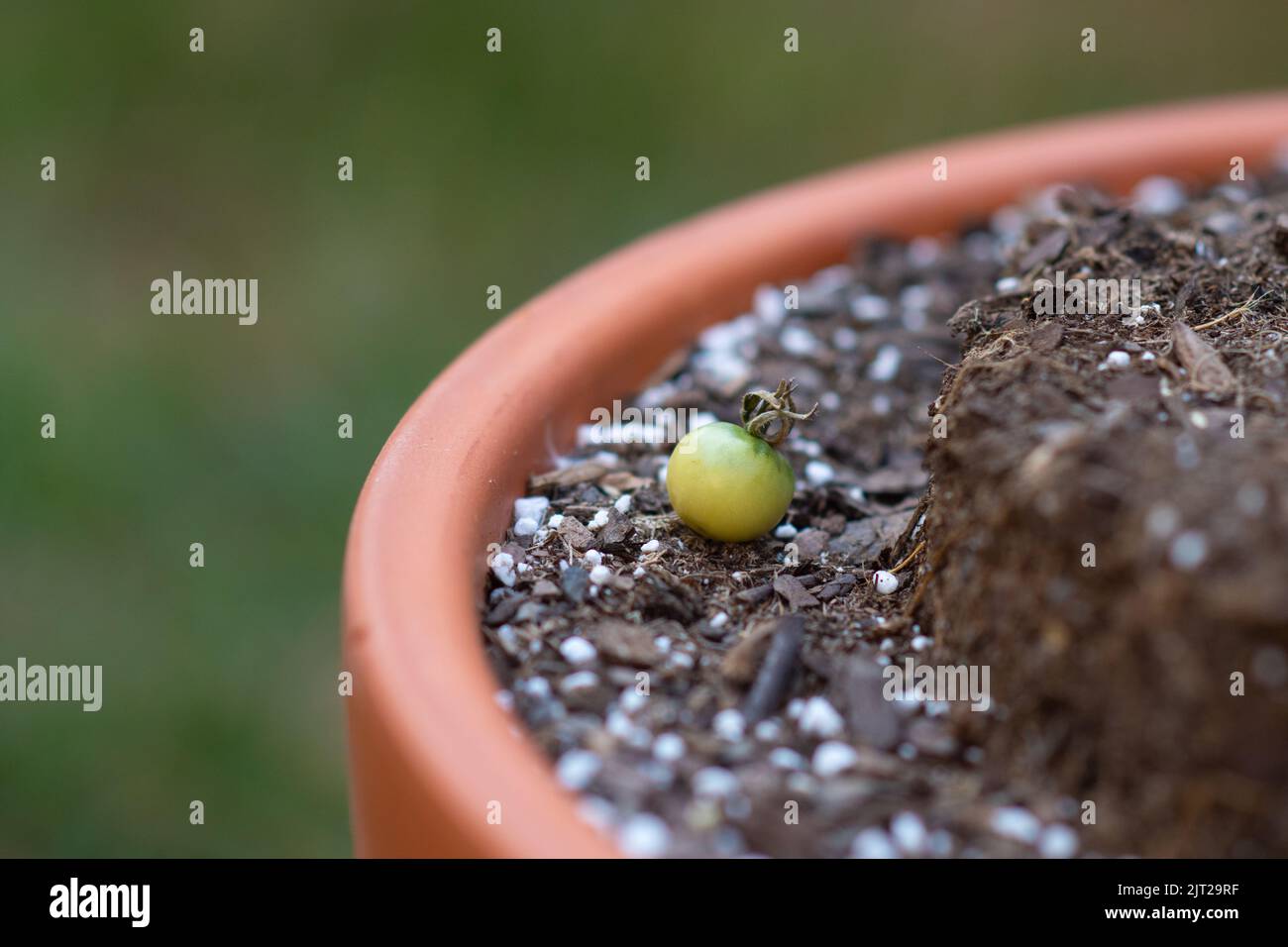 Fallen tomato plant hi-res stock photography and images - Alamy
