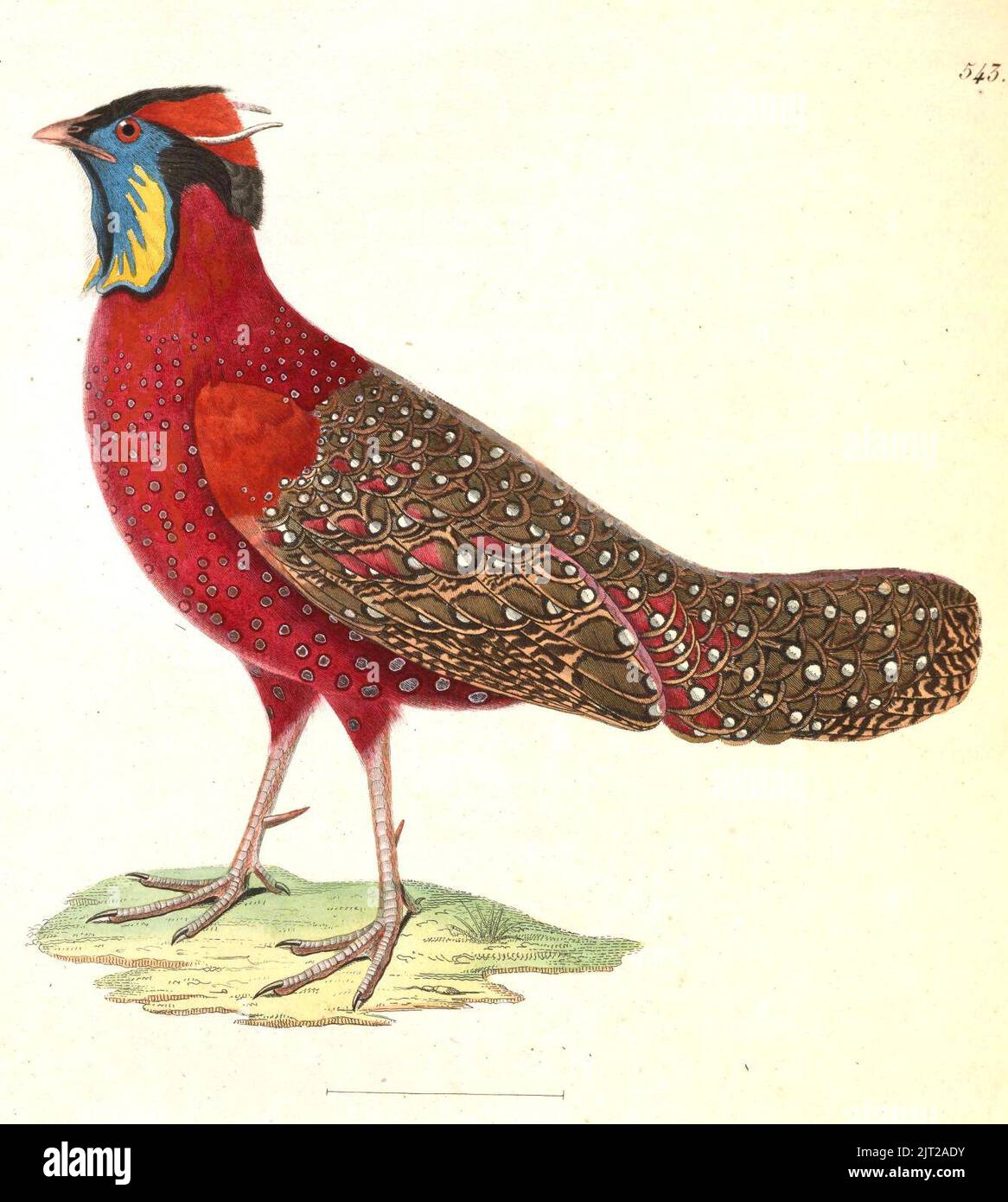 Tragopan satyra male 1838 Stock Photo - Alamy