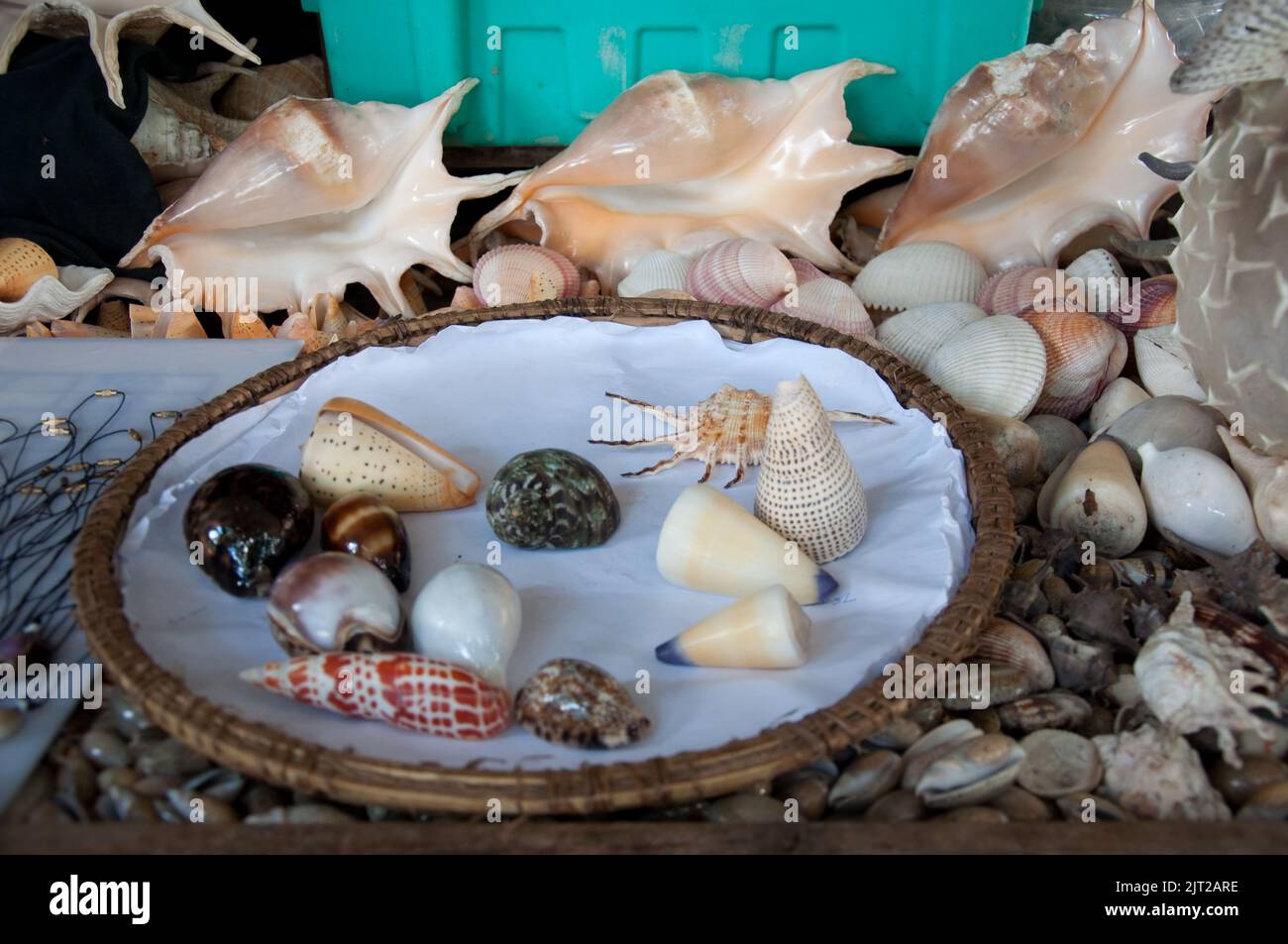 Shells africa hi-res stock photography and images - Alamy