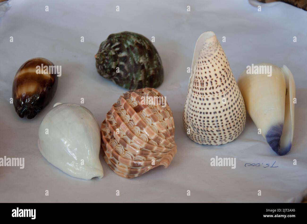 Shells africa hi-res stock photography and images - Alamy
