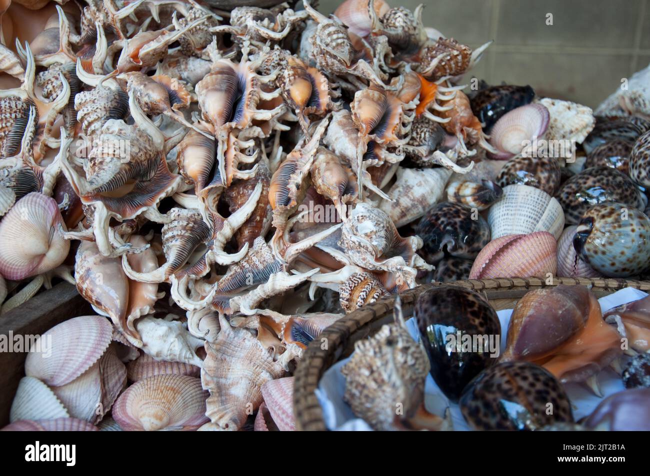 Shells africa hi-res stock photography and images - Alamy