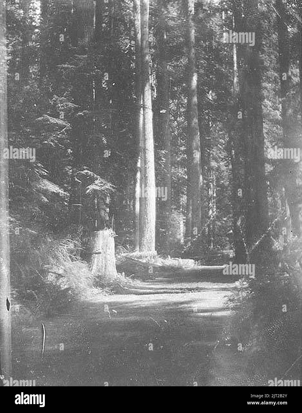 Mashel Black and White Stock Photos & Images - Alamy