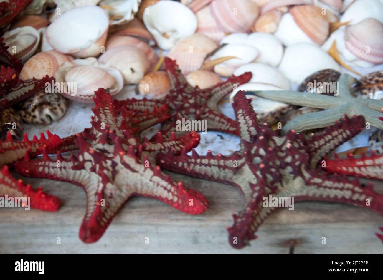 Shells africa hi-res stock photography and images - Alamy