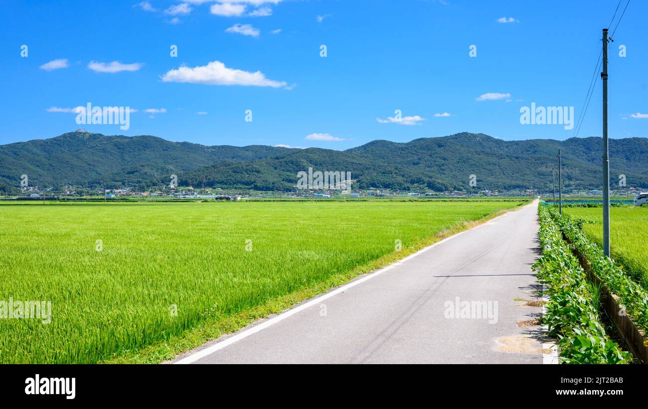 Korean traditional rice farming. Korean rice farming scenery. Korean ...