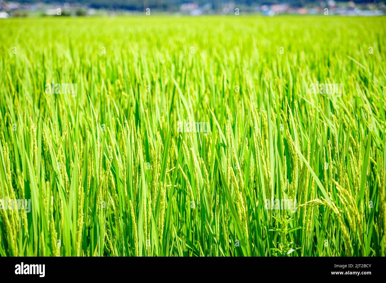 Korean traditional rice farming. Korean rice farming scenery. Korean ...