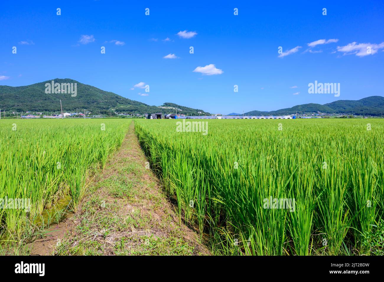 Korean traditional rice farming. Korean rice farming scenery. Korean rice paddies.Rice field and ...