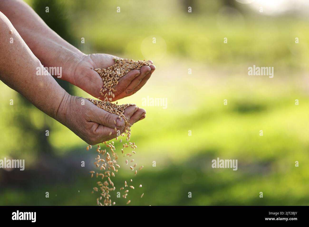women's hands pour wheat grains through their fingers. Spring harvest ...