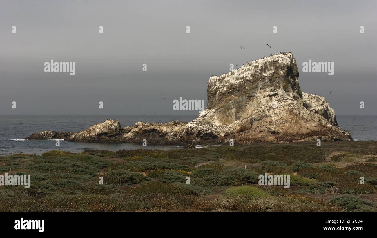 Seal Rock and wildlife at Piedras Blancas near San Simeon in California ...
