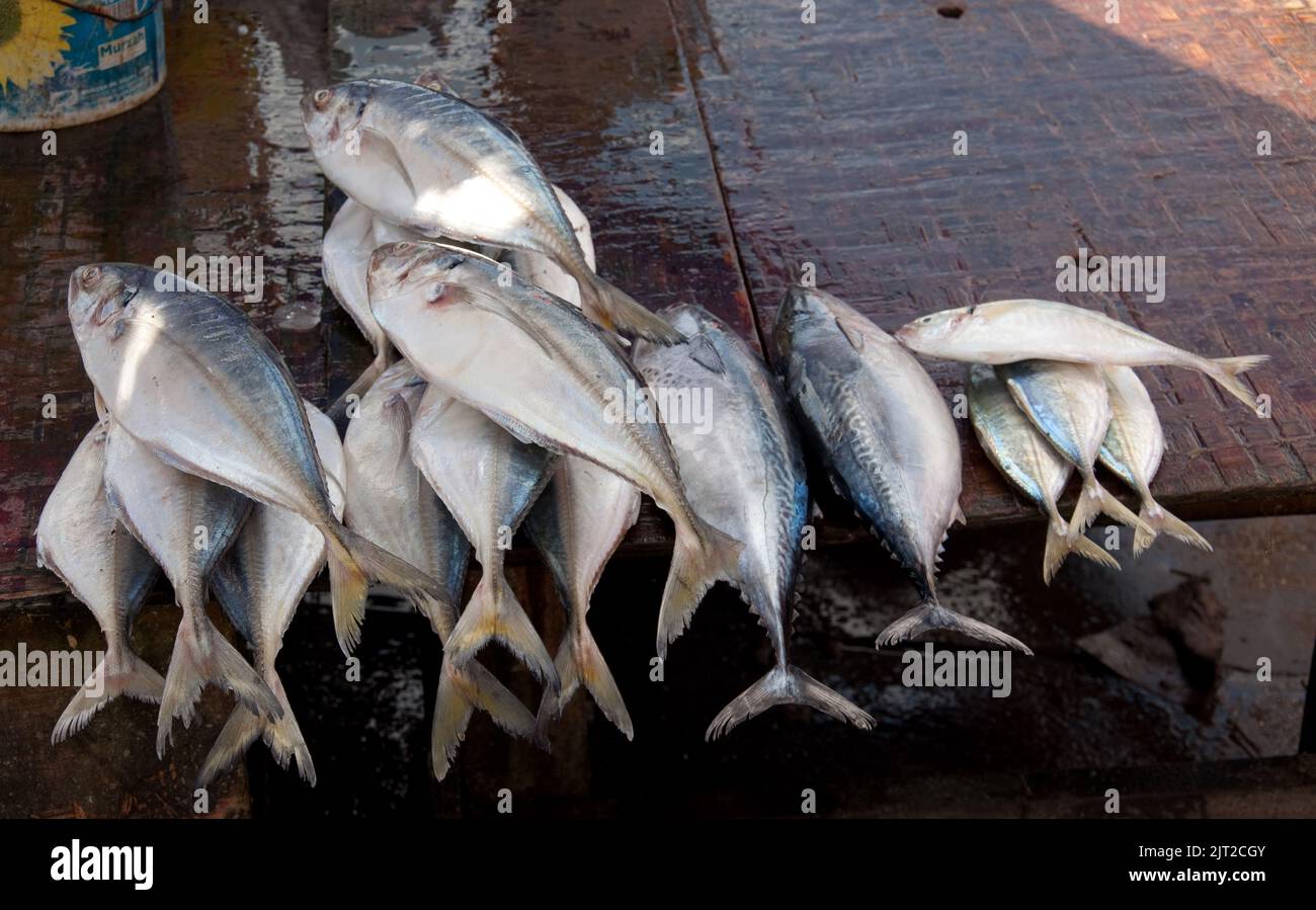 Fish on sale at Fish Market, Dar-es-Salaam, Tanzania, Africa Stock ...