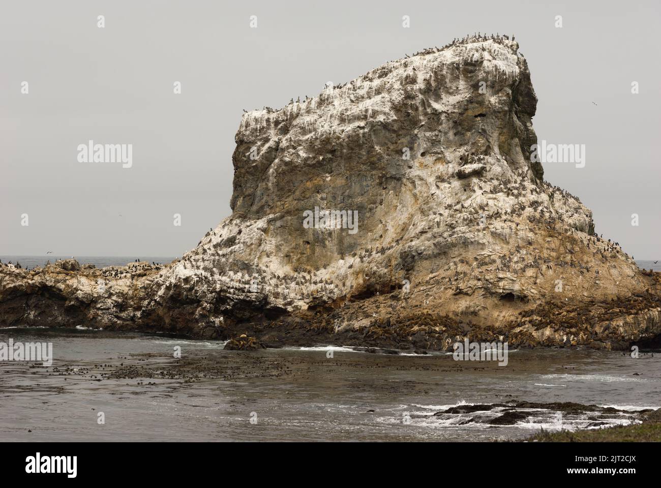 Seal Rock and wildlife at Piedras Blancas near San Simeon in California ...