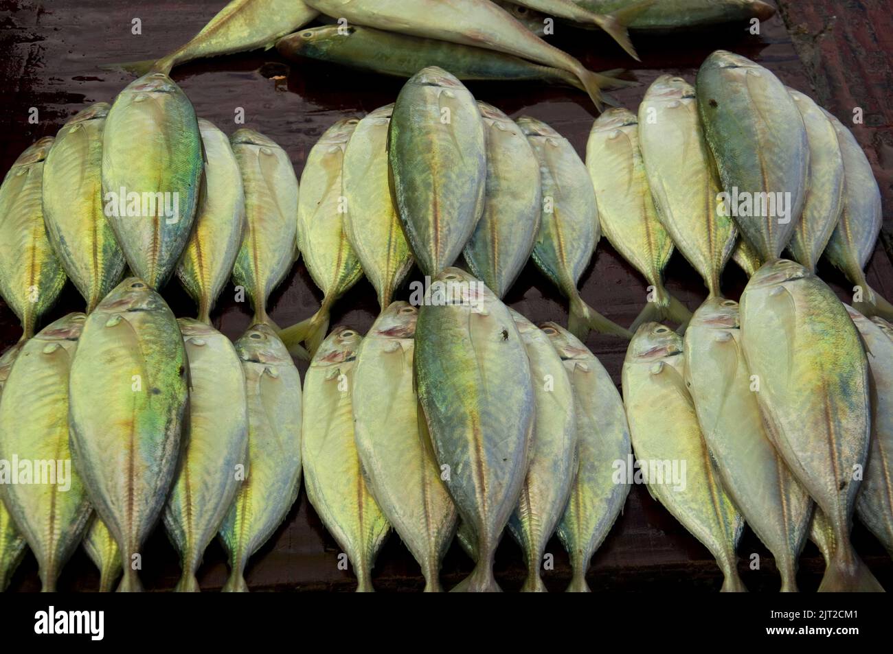 Yellow Flatfish on sale at Fish Market, Dar-es-Salaam, Tanzania, Africa ...