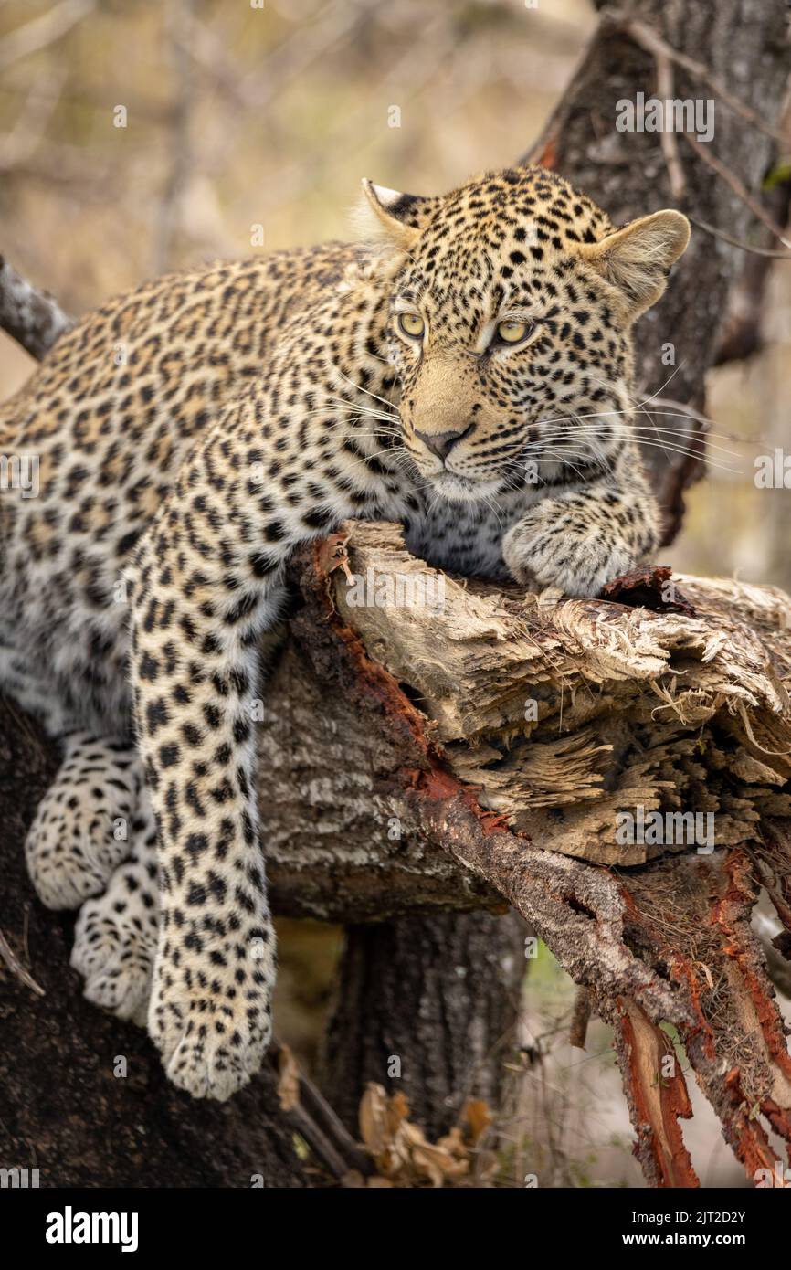 A close up shot of a leopard lying on a broken tree branch in the ...