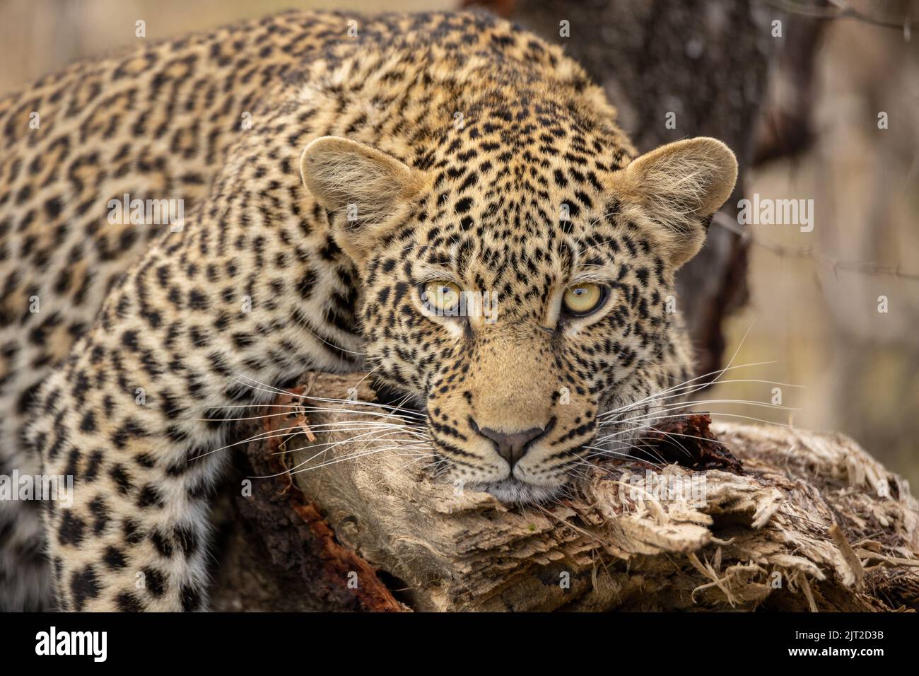 A close up shot of a leopard lying on a broken tree branch in the ...