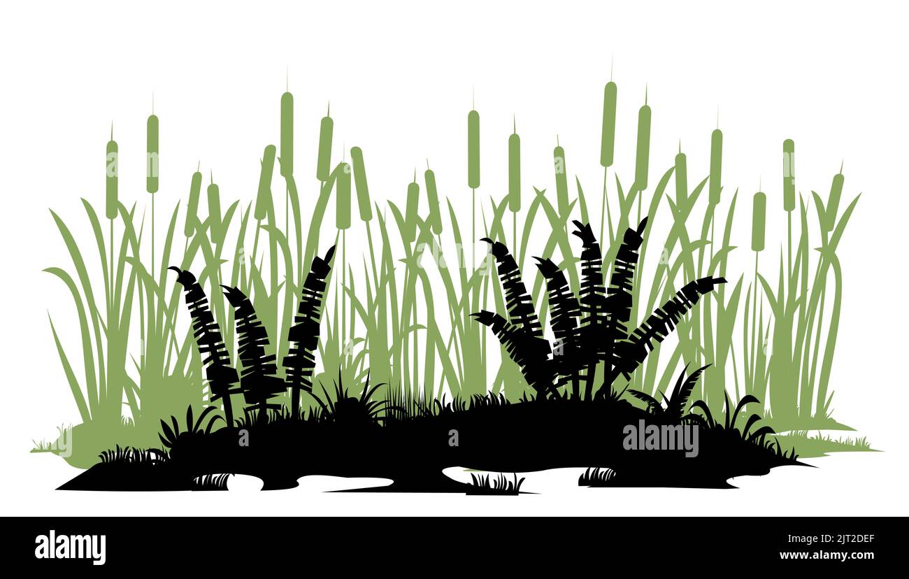 Bank of river or swamp with fern shoots. Thickets of reeds. Swamp ...