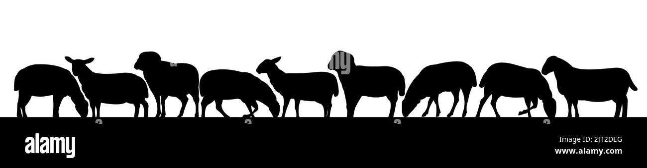 Sheep graze in pasture. Picture silhouette. Farm pets. Domestic animals ...