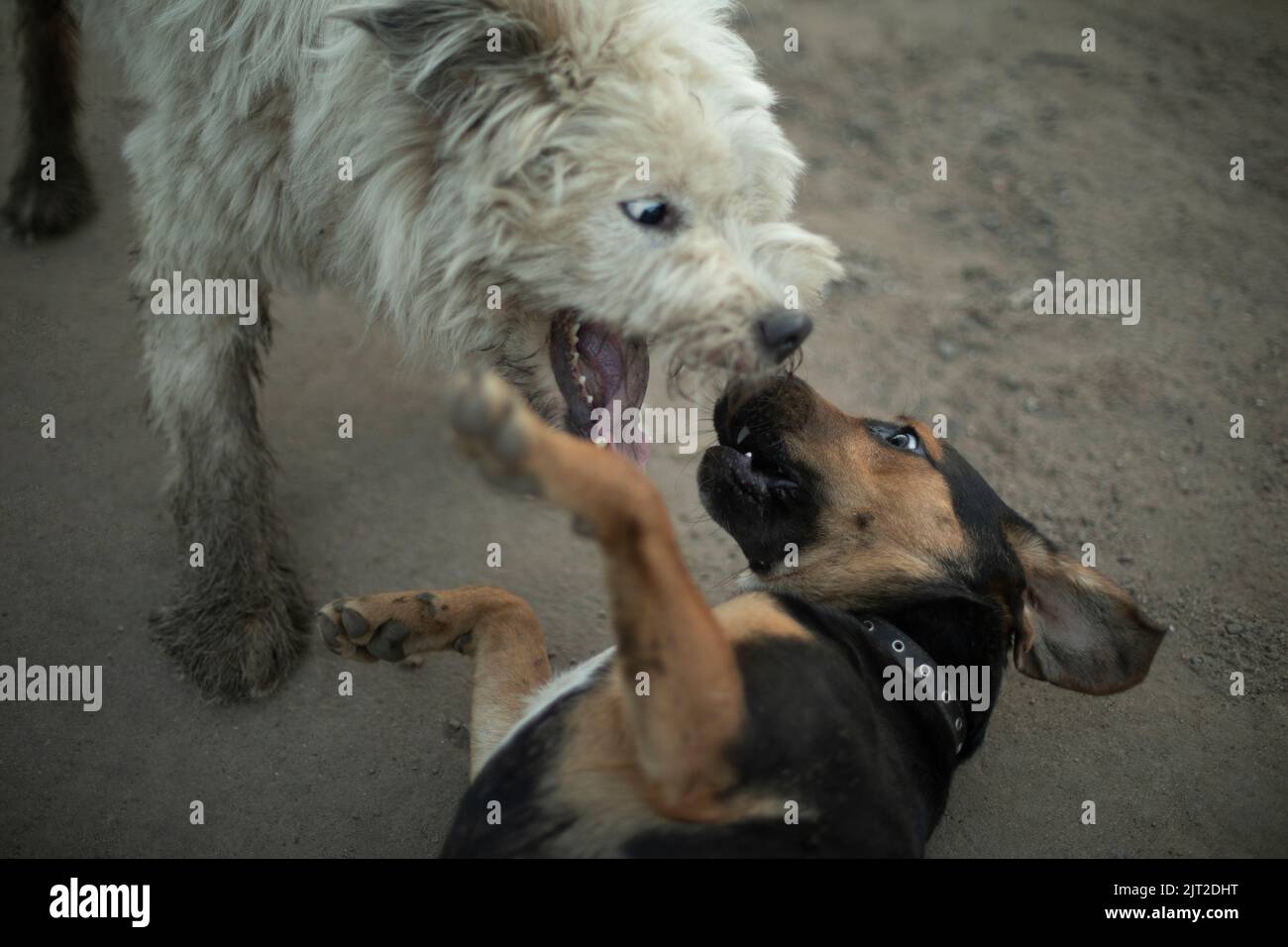 De border collie hi-res stock photography and images - Alamy