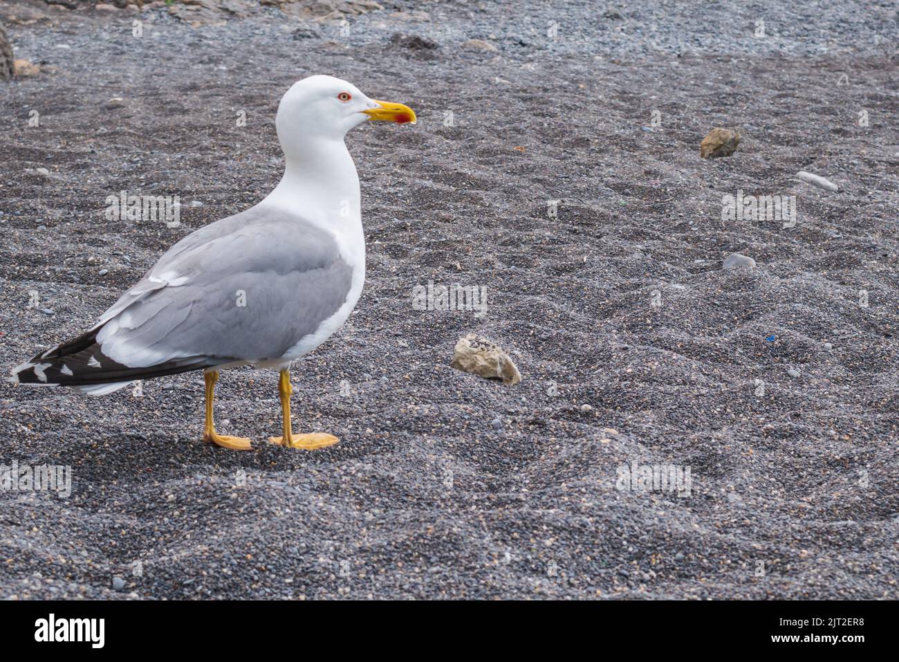 Flying fish caribbean hi-res stock photography and images - Alamy