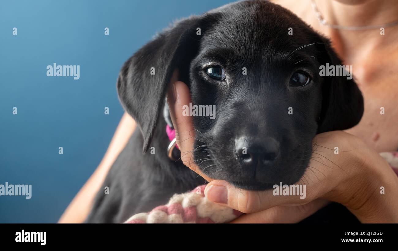 Portrait of adorable tiny black labrador retriever puppy holding her ...