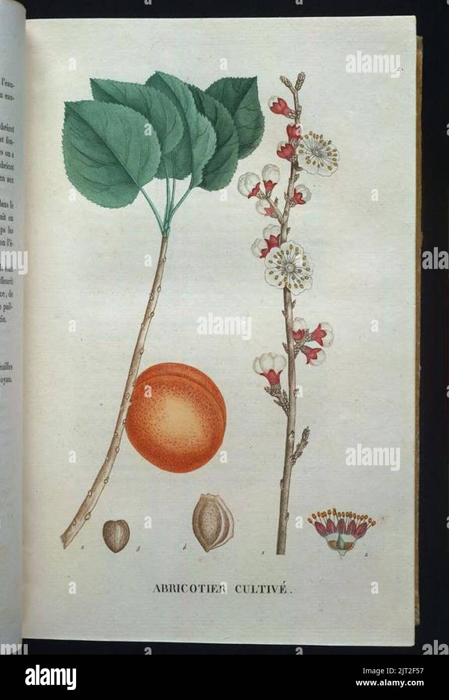 Traite des arbrisseaux et des arbustes cultives en France et en pleine ...