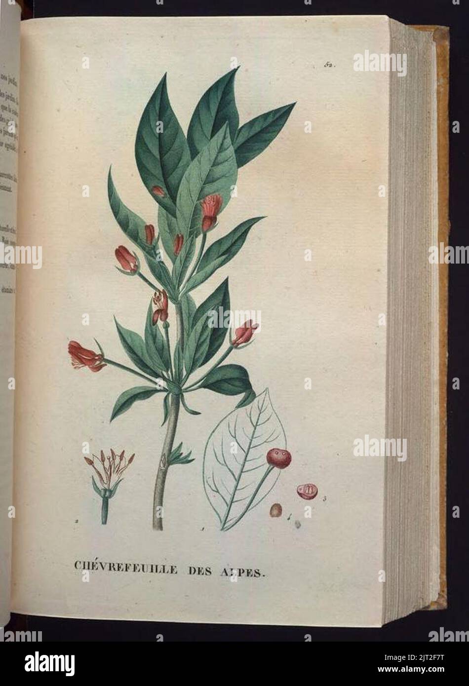 Traite des arbrisseaux et des arbustes cultives en France et en pleine ...