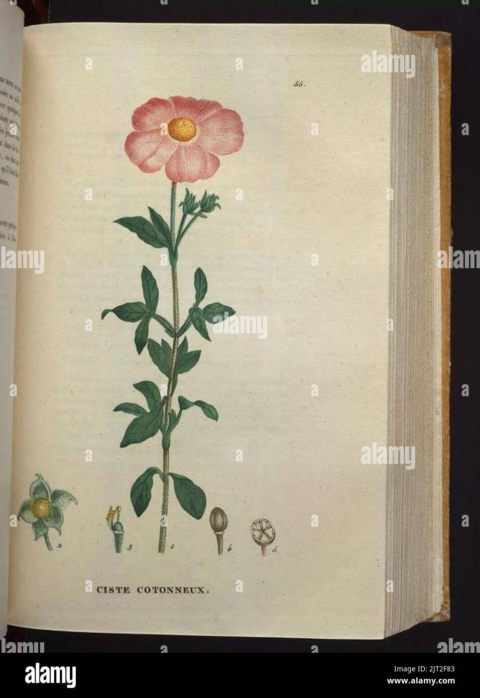 Traite des arbrisseaux et des arbustes cultives en France et en pleine ...