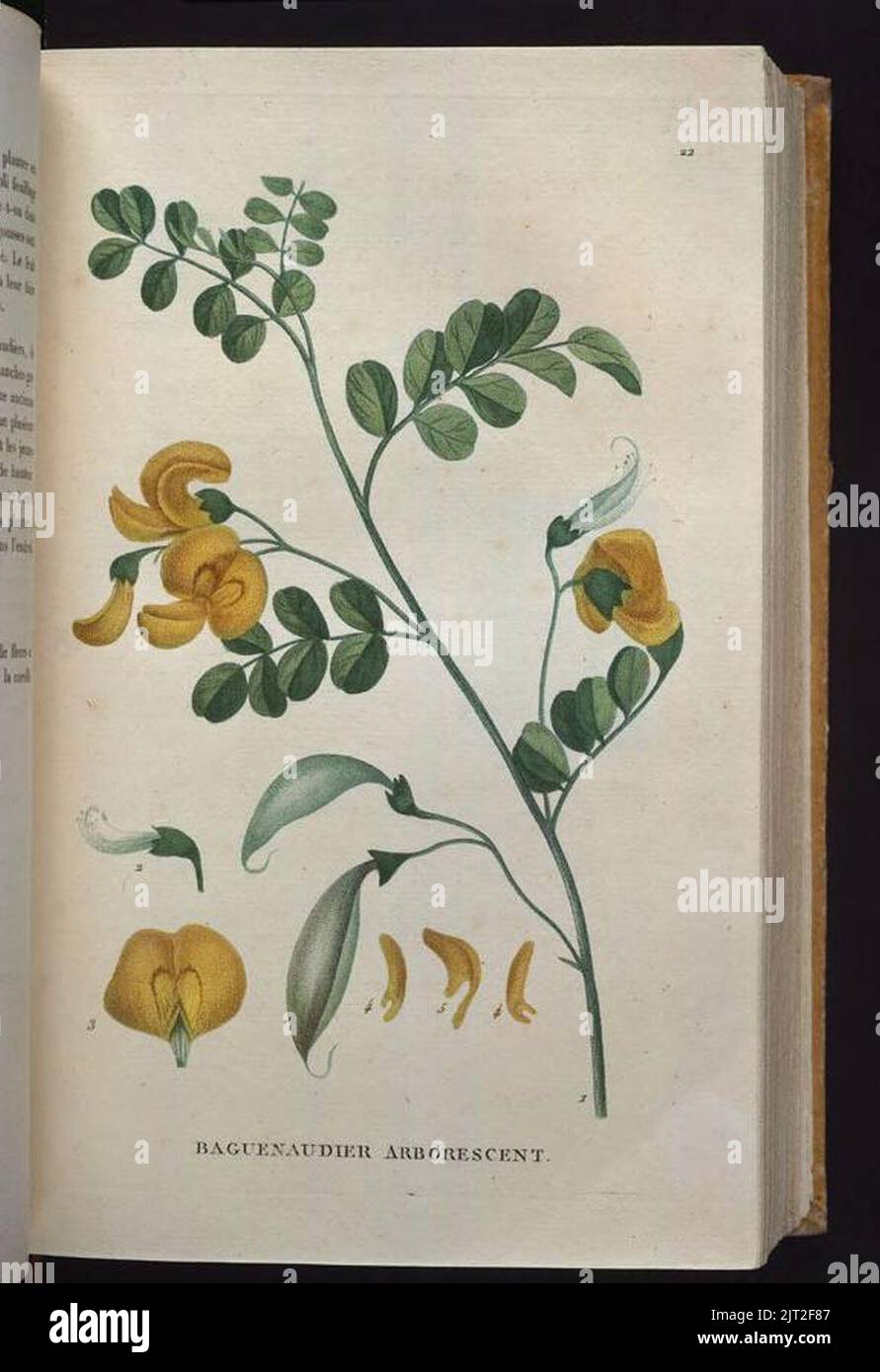 Traite des arbrisseaux et des arbustes cultives en France et en pleine ...