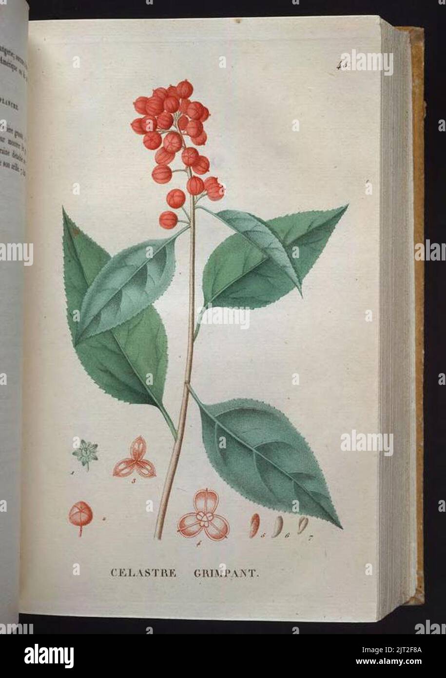 Traite des arbrisseaux et des arbustes cultives en France et en pleine ...