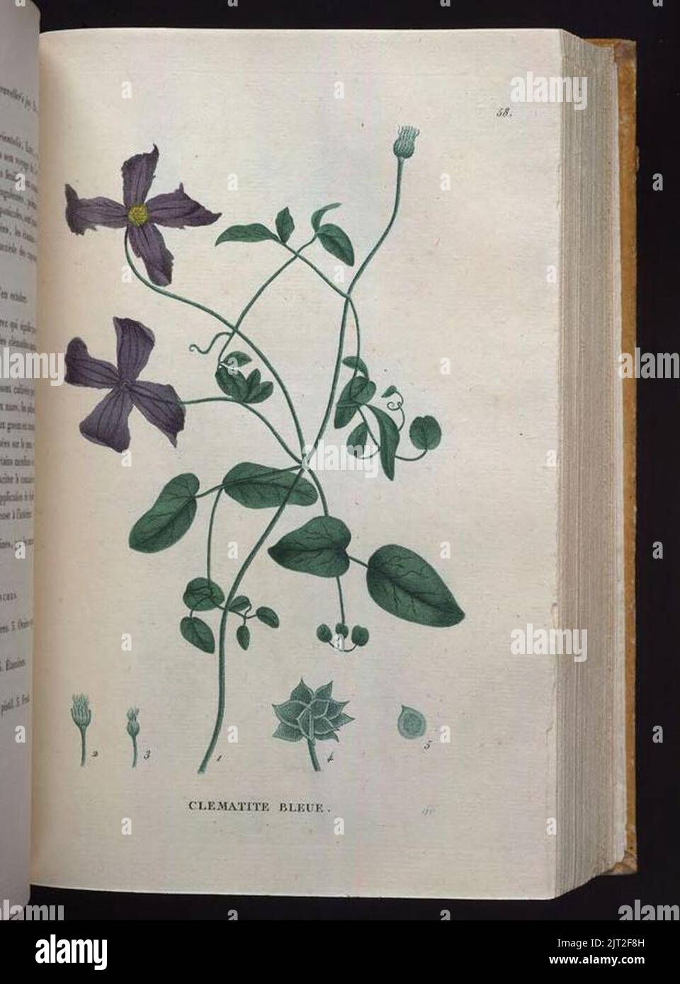 Traite des arbrisseaux et des arbustes cultives en France et en pleine ...