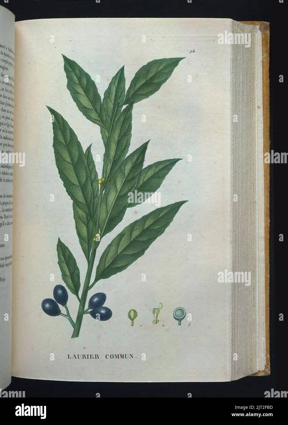 Traite des arbrisseaux et des arbustes cultives en France et en pleine ...