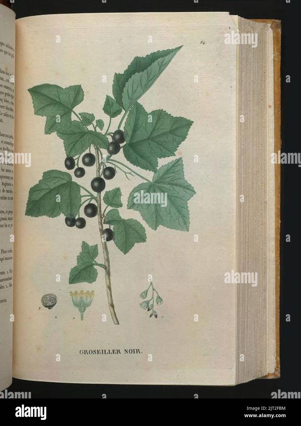 Traite des arbrisseaux et des arbustes cultives en France et en pleine ...