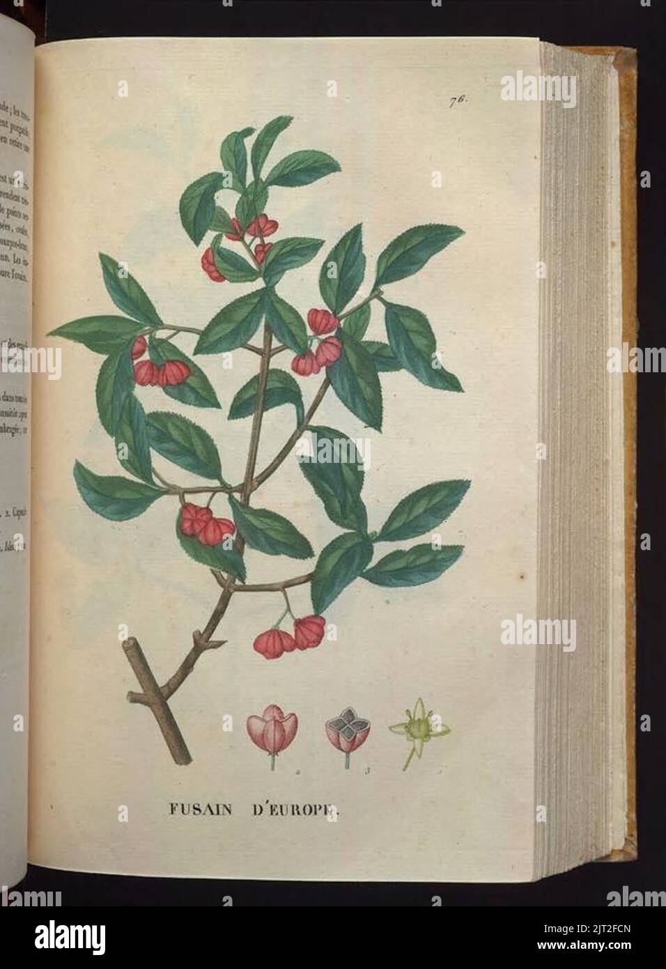 Traite des arbrisseaux et des arbustes cultives en France et en pleine ...