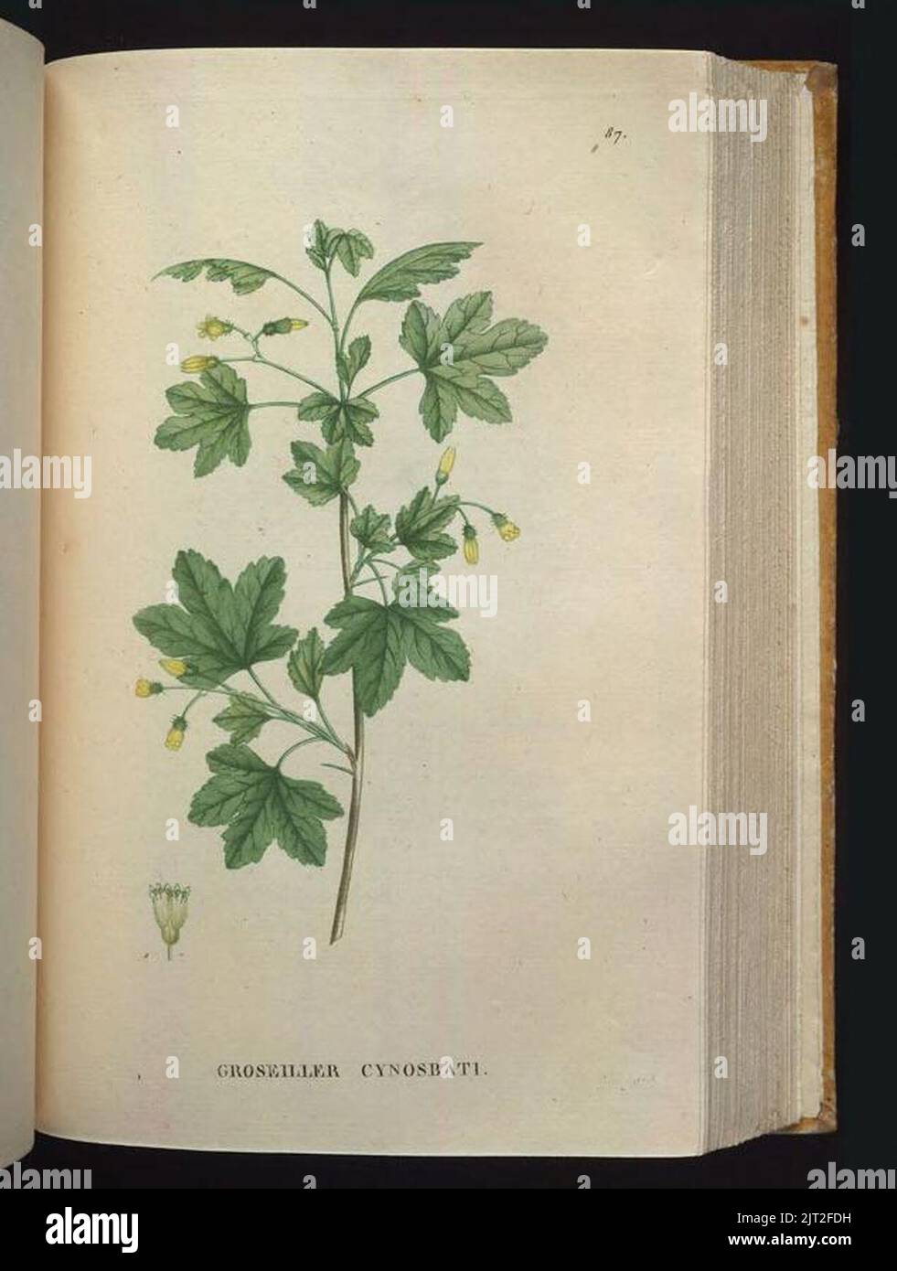 Traite des arbrisseaux et des arbustes cultives en France et en pleine ...