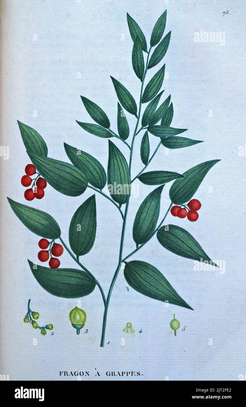 Traite des arbrisseaux et des arbustes cultives en France et en pleine ...