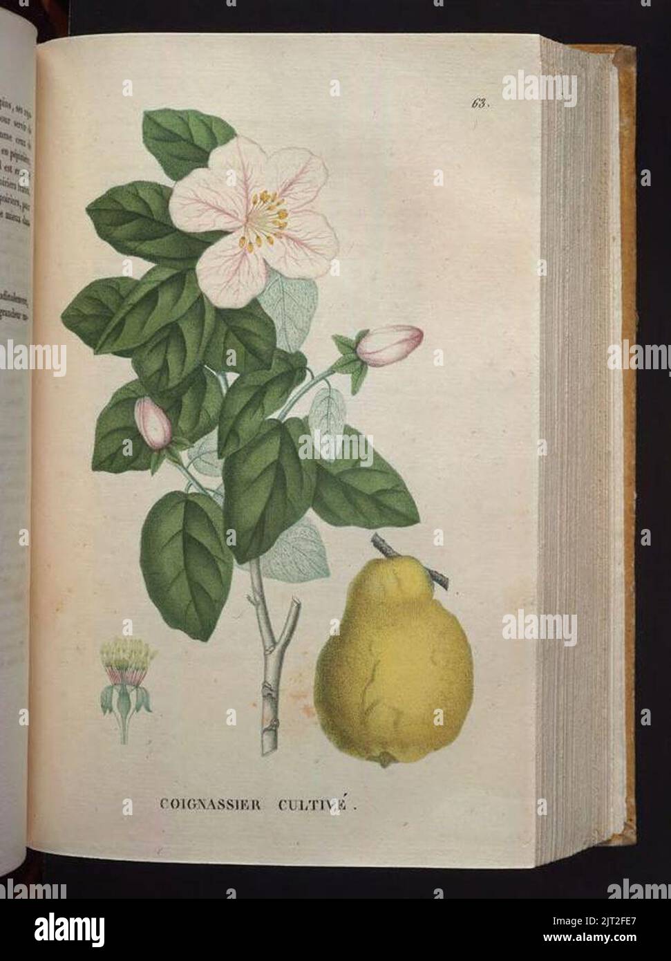 Traite des arbrisseaux et des arbustes cultives en France et en pleine ...