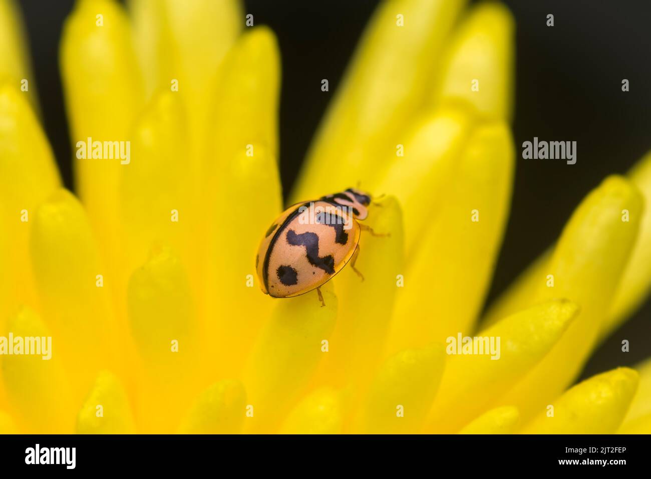 Lady bug on the petal of yellow flower. Lady bug also known as lady ...