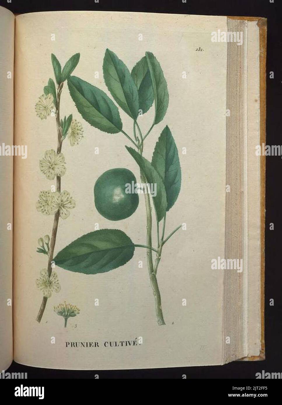 Traite des arbrisseaux et des arbustes cultives en France et en pleine ...