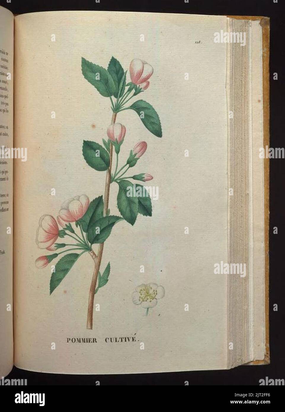 Traite des arbrisseaux et des arbustes cultives en France et en pleine ...