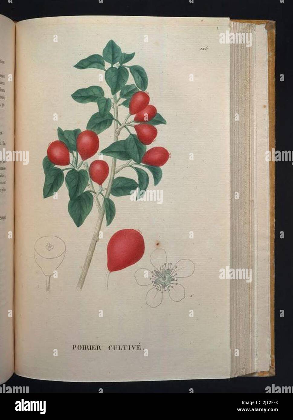 Traite des arbrisseaux et des arbustes cultives en France et en pleine ...