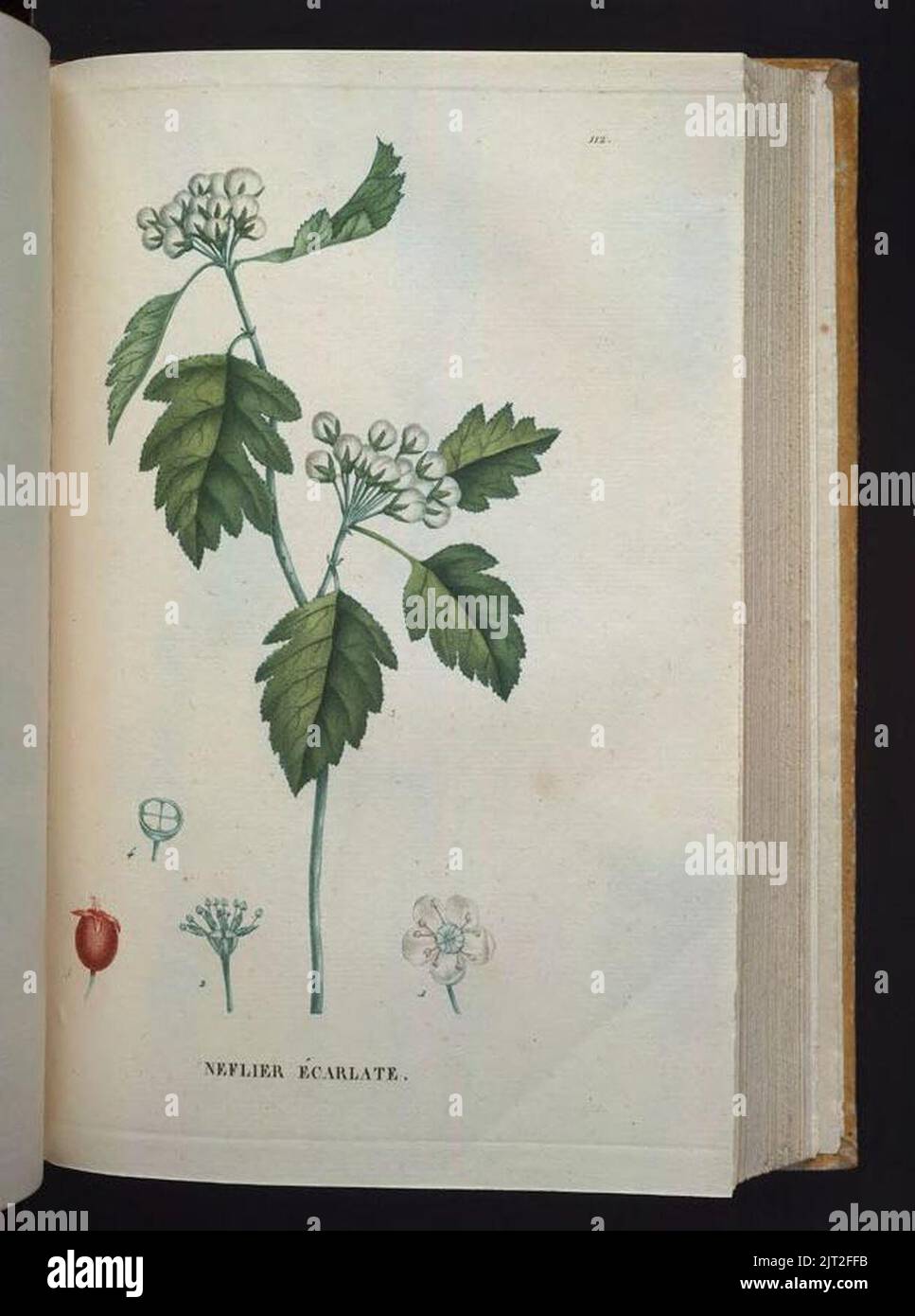 Traite des arbrisseaux et des arbustes cultives en France et en pleine ...