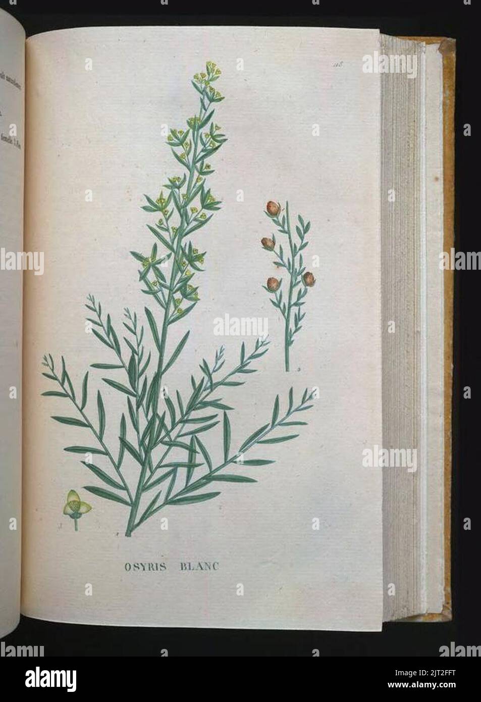 Traite des arbrisseaux et des arbustes cultives en France et en pleine ...