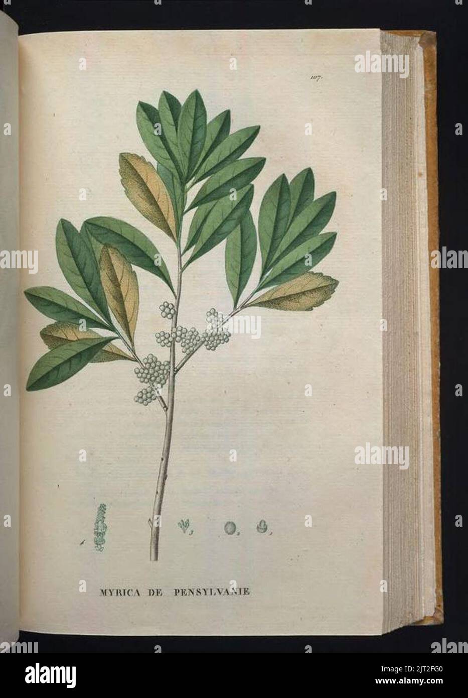 Traite des arbrisseaux et des arbustes cultives en France et en pleine ...