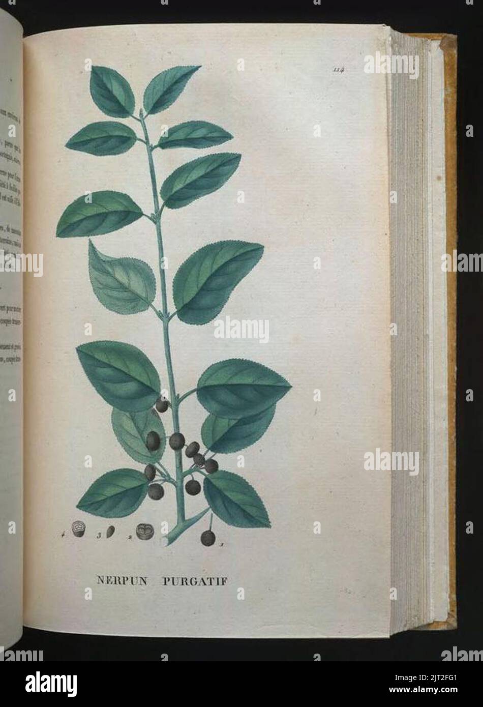 Traite des arbrisseaux et des arbustes cultives en France et en pleine ...