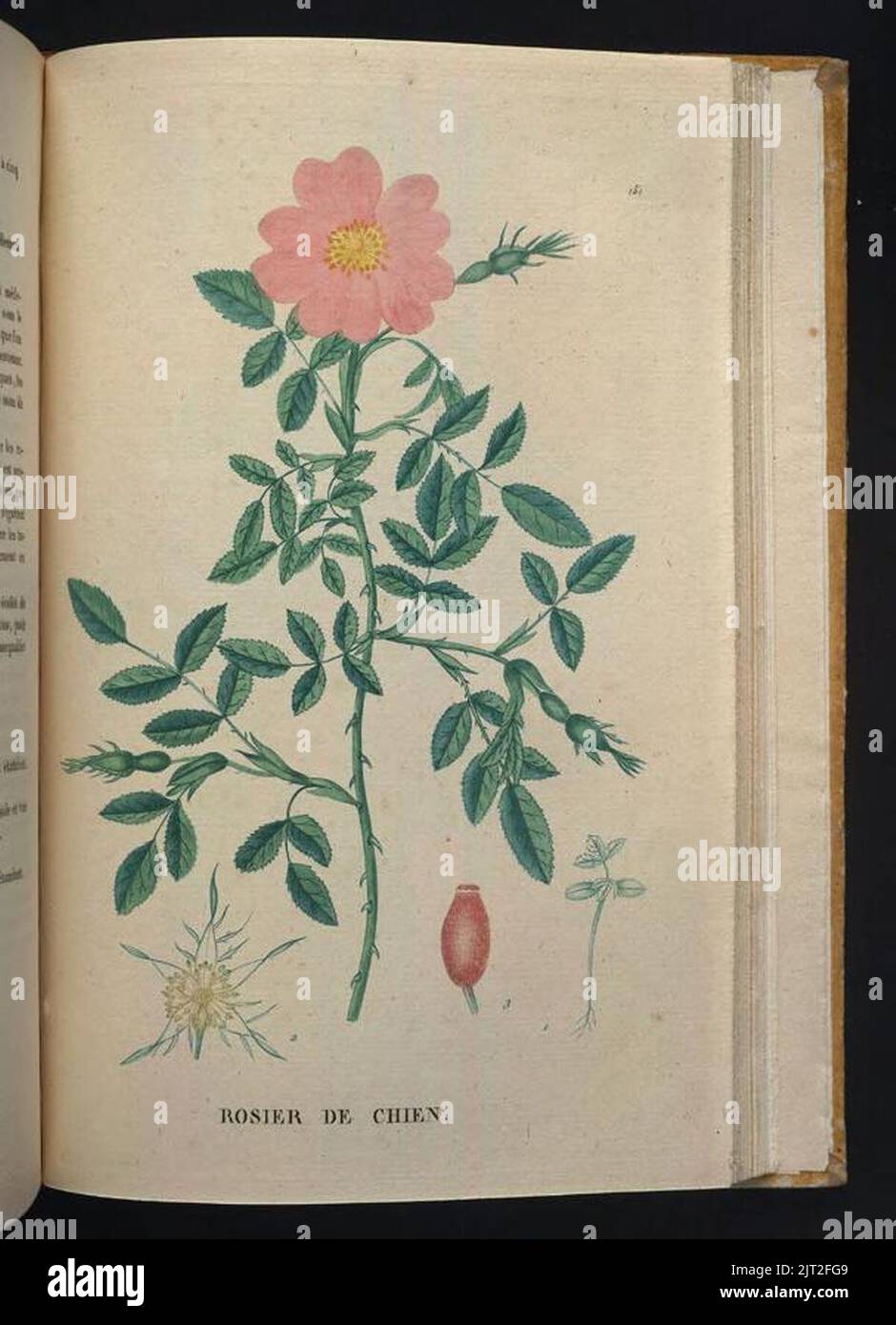 Traite des arbrisseaux et des arbustes cultives en France et en pleine ...