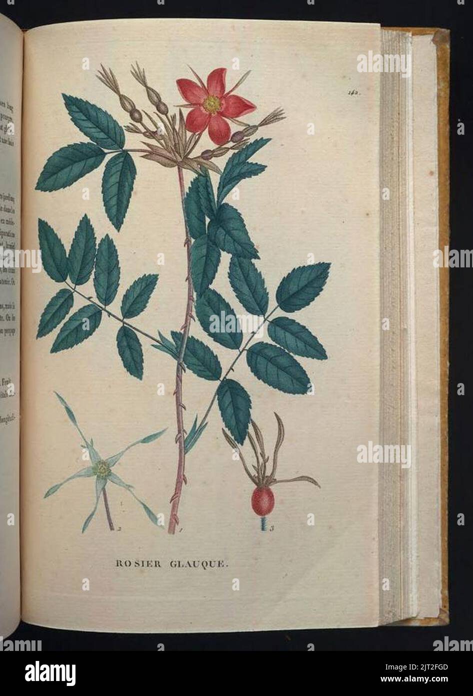 Traite des arbrisseaux et des arbustes cultives en France et en pleine ...