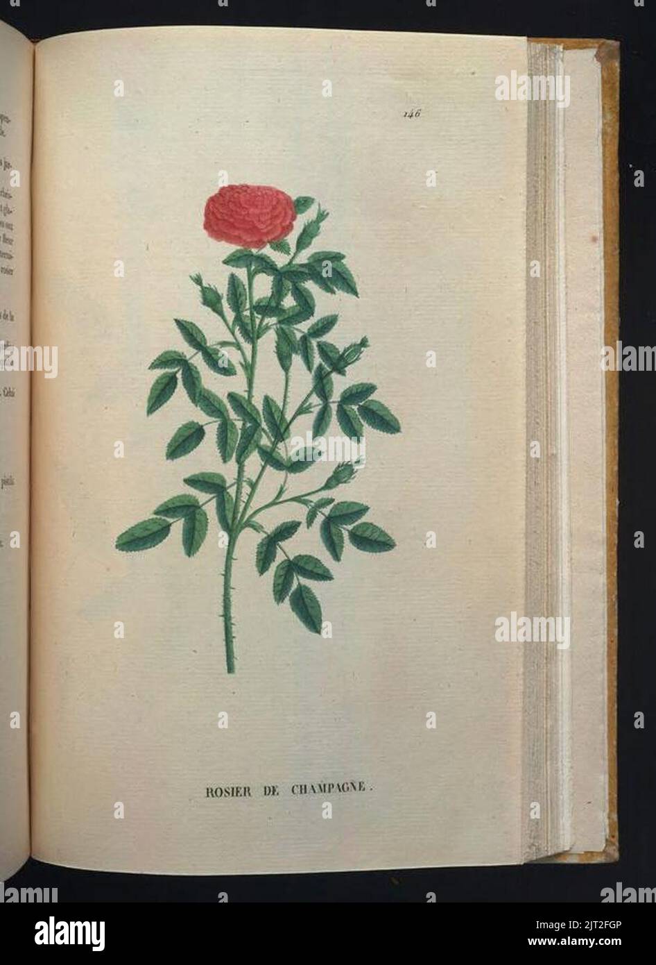 Traite des arbrisseaux et des arbustes cultives en France et en pleine ...